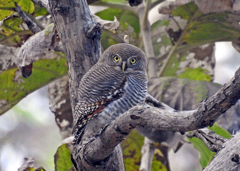 Guest feature | When small is big – Habitat requirements of three Owlet ...