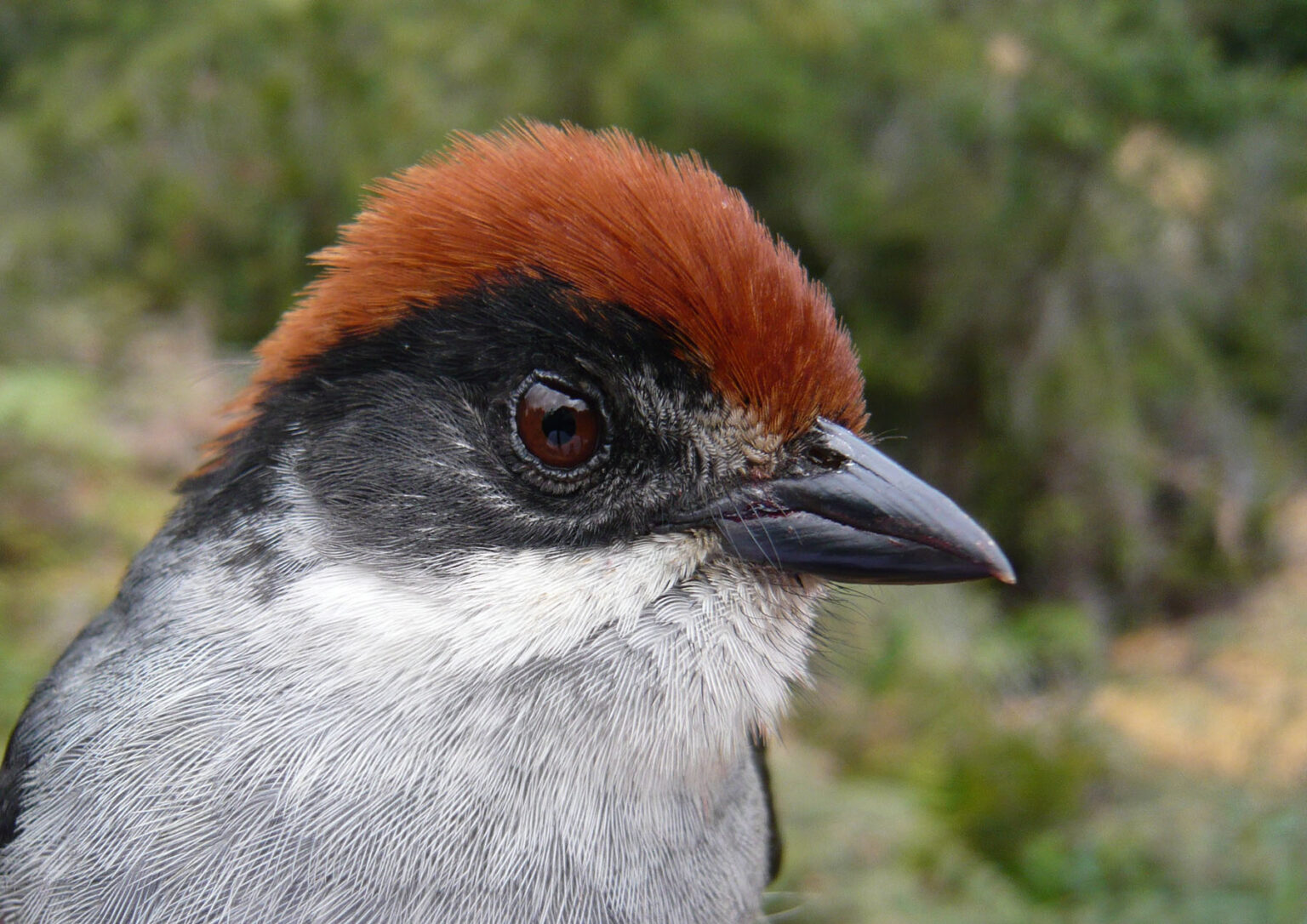 Guest feature | Use of acoustic monitoring to estimate occupancy of the ...