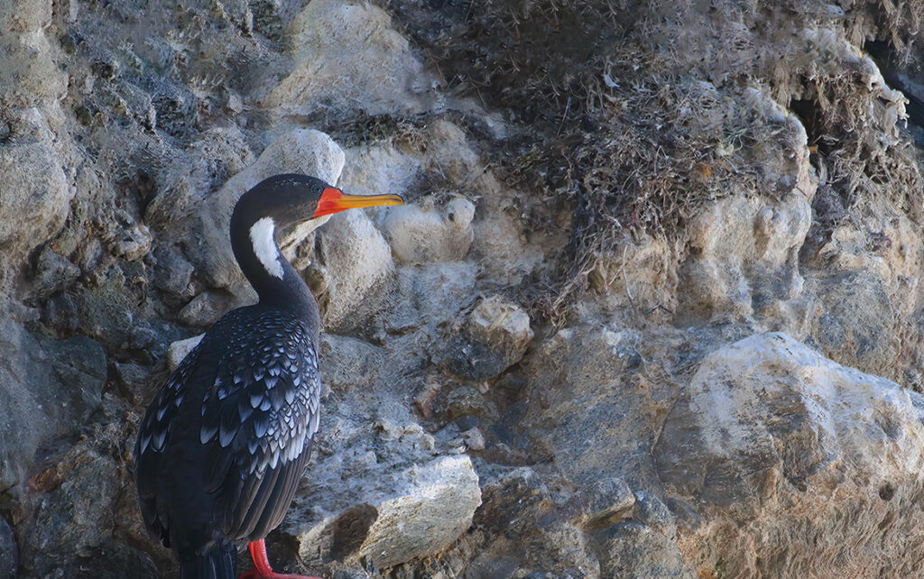 Peterson Field Guide To North American Bird Nests – Association of ...