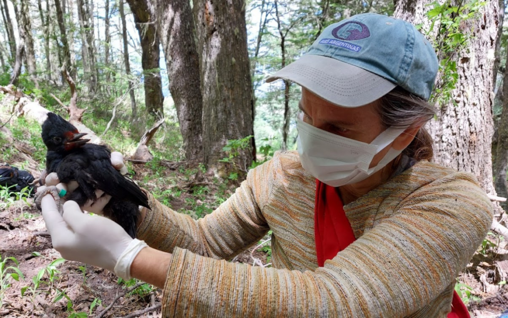 Association of Field Ornithologists