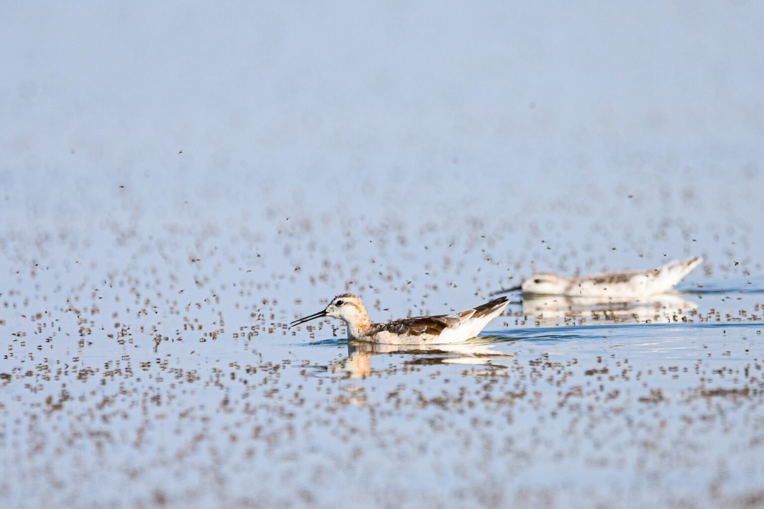 AFO meetings | Join our 2025 AFO annual meeting in Ogden, Utah ...