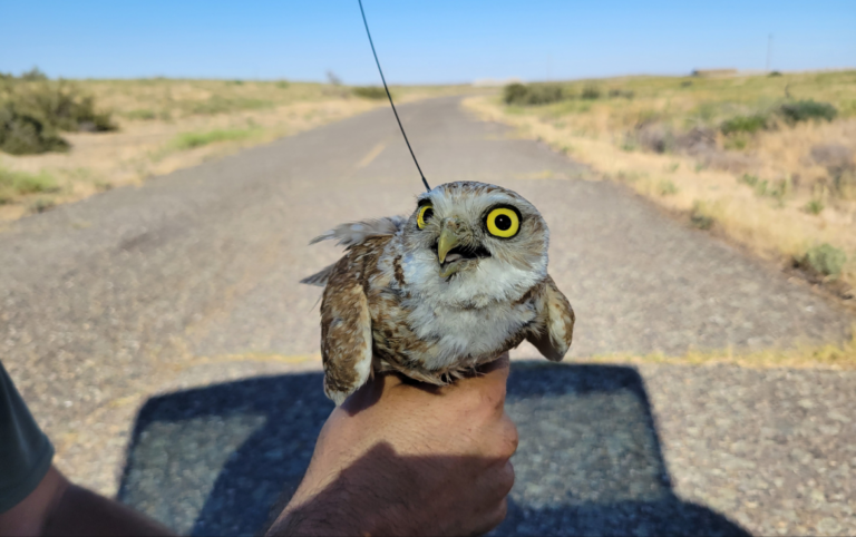 Association of Field Ornithologists